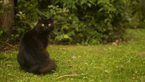 Cat Walking: Best 7 Tips to Understand Feline Movement!