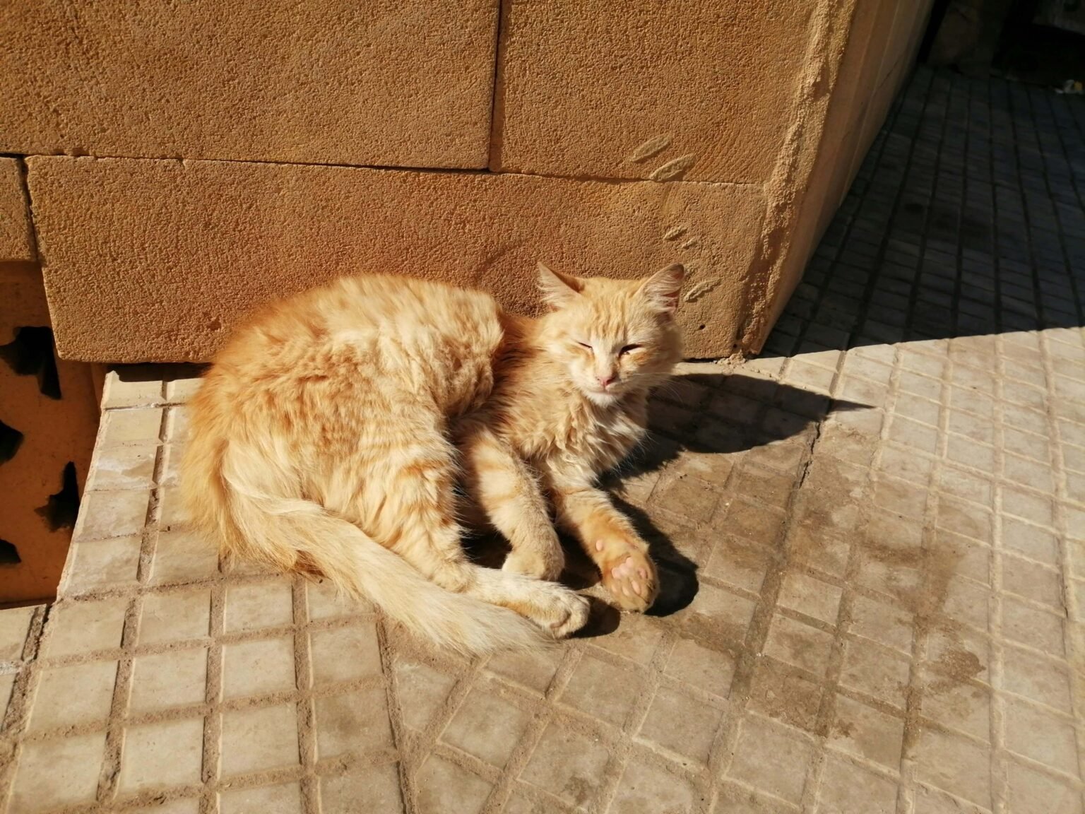 Understanding the FVRCP Cat Vaccine: Best 7 Health Tips!