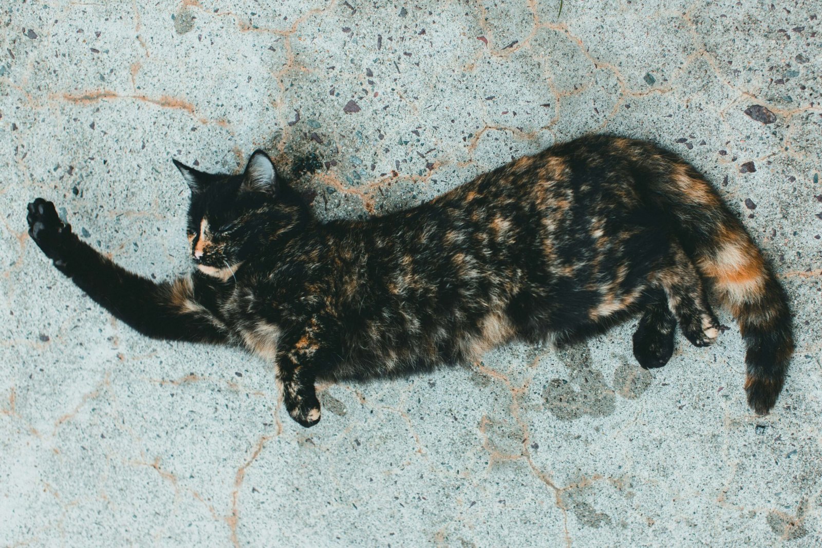 Understanding Microphthalmia in Cats: Best 7 Expert Tips!