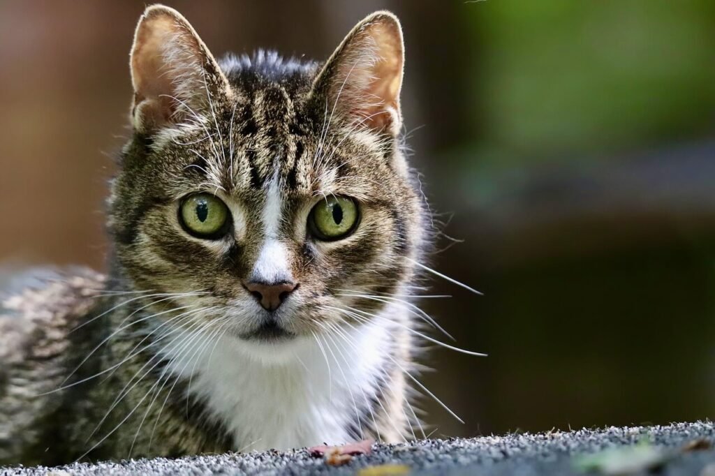 Understanding Corneal Ulcers in Cats: Best 7 Expert Tips!