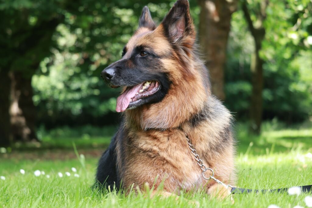 Dog Latin Names: Best 7 Expert Tips!