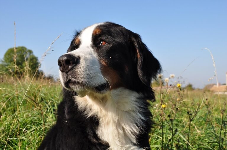 Understanding Labored Breathing in Dogs: Best 7 Tips!