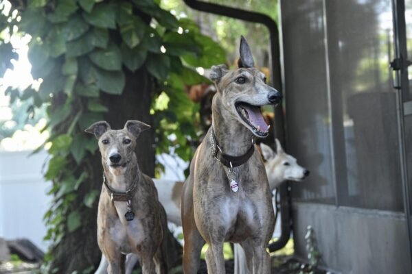 How Fast Can a Greyhound Run? Best 7 Expert Tips!