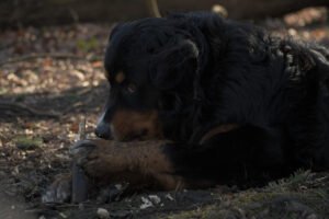 Understanding Mucocutaneous Pyoderma in Dogs: Best 7 Tips!